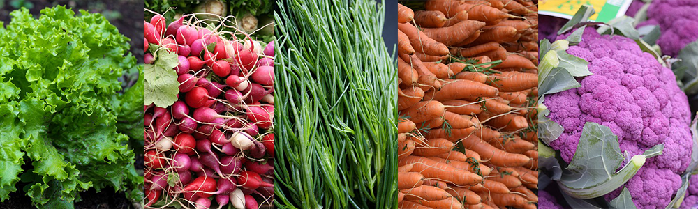 How Things Rot - Planet Aid, Inc.